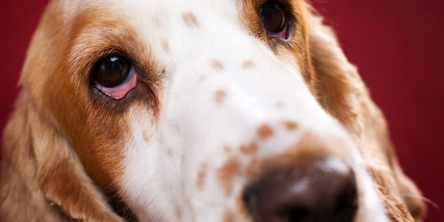 Hoe kom ik van m'n rode ogen af?