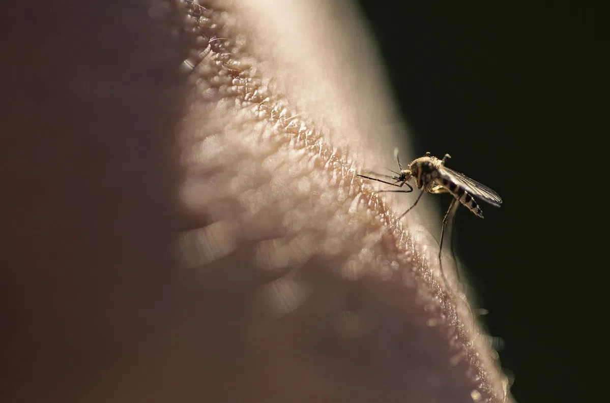 9 tips tegen muggen: geniet zorgeloos van het lekkere weer